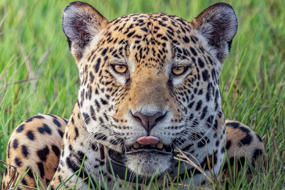 Onça Aroeira é flagrada devorando macaco bugio no Pantanal - Portal E ...